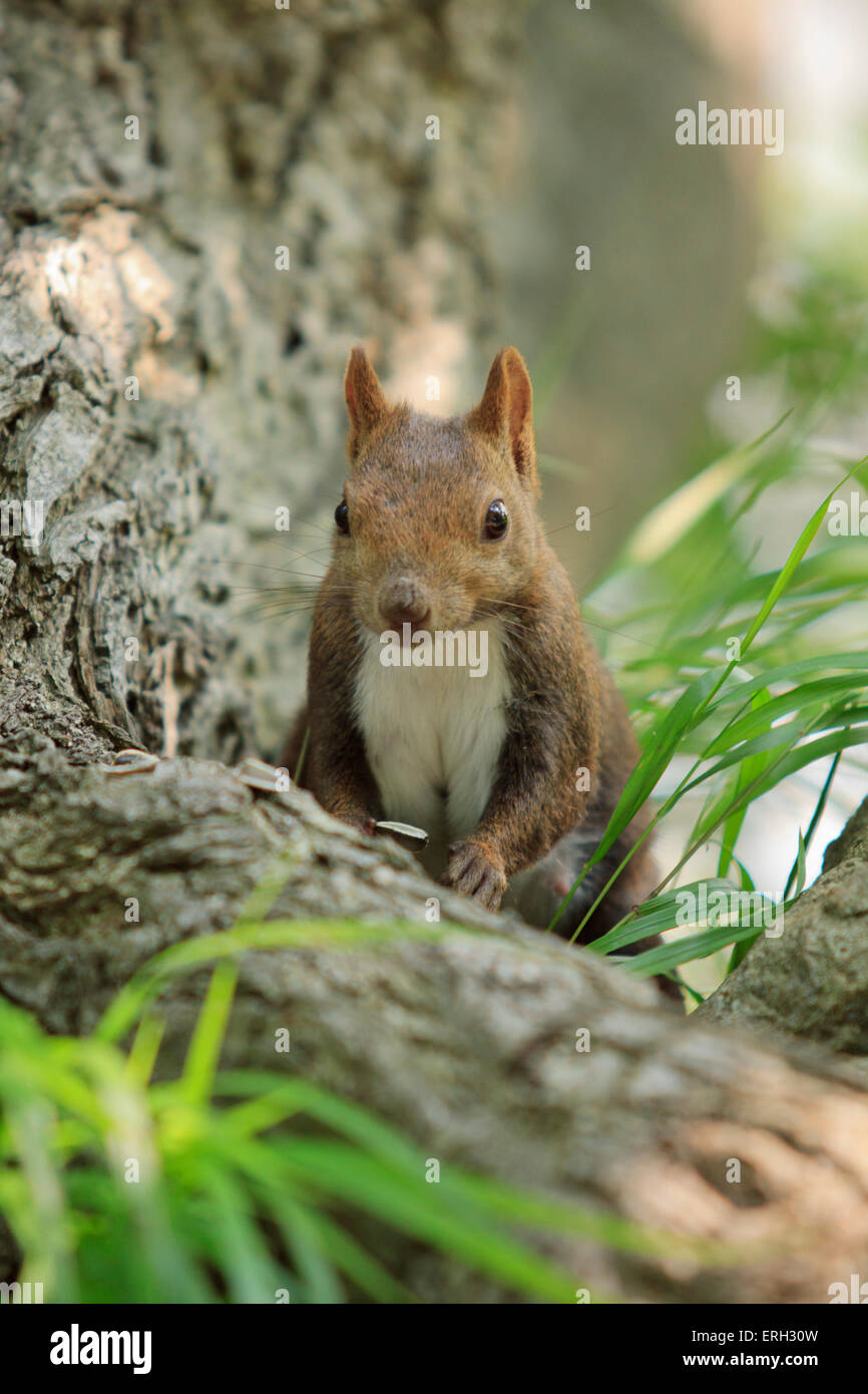 Japanese Hokkaido Squirrel (Sciurus vulgaris Orientis) on Mt Maruyama ...