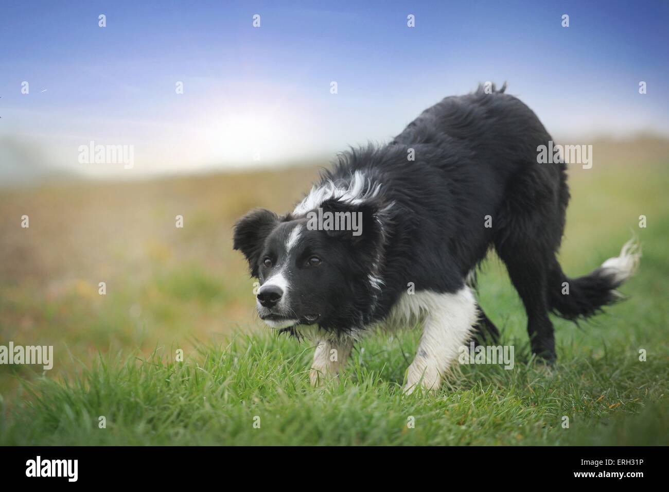 standing Border Collie Stock Photo - Alamy