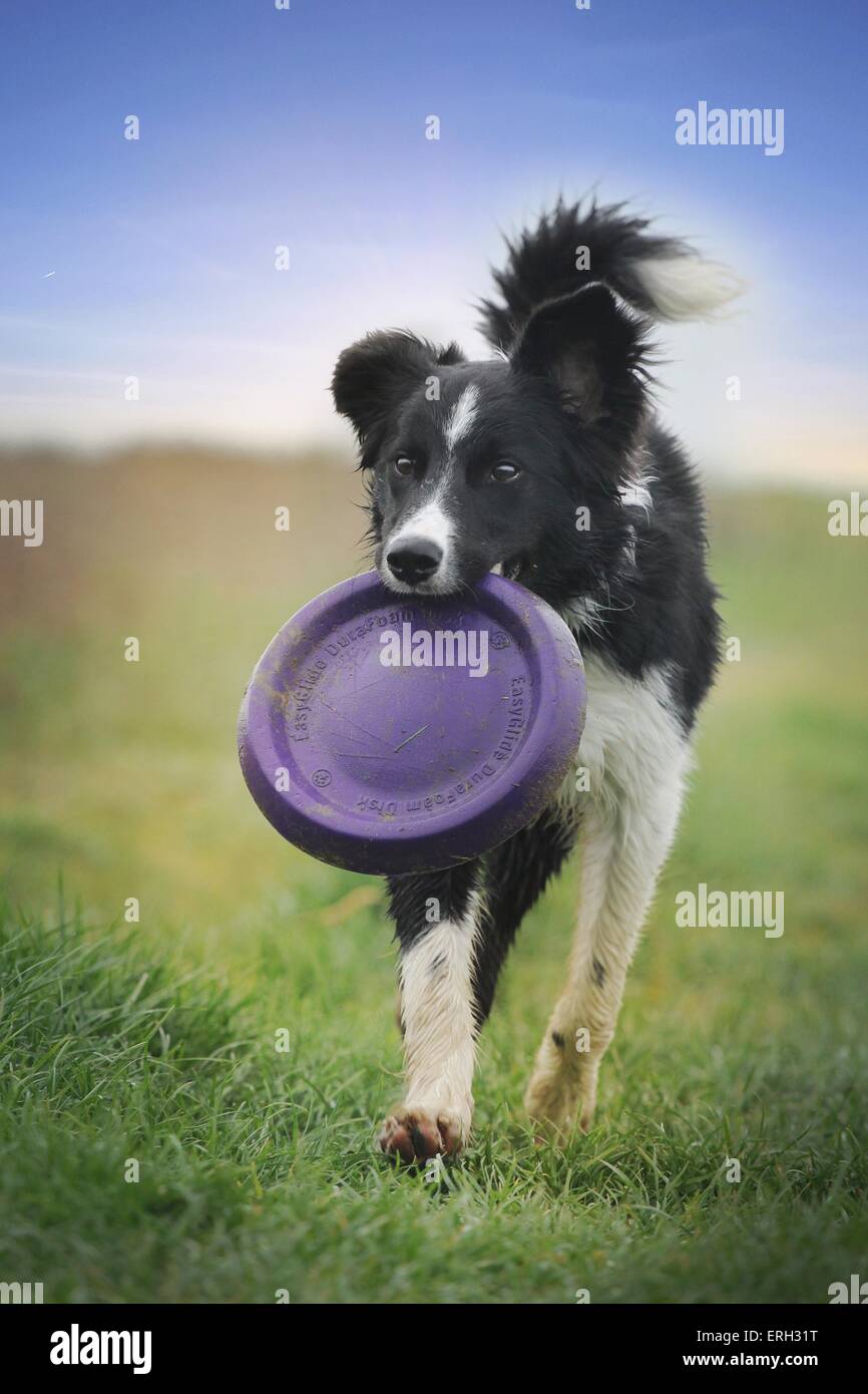 playing Border Collie Stock Photo - Alamy