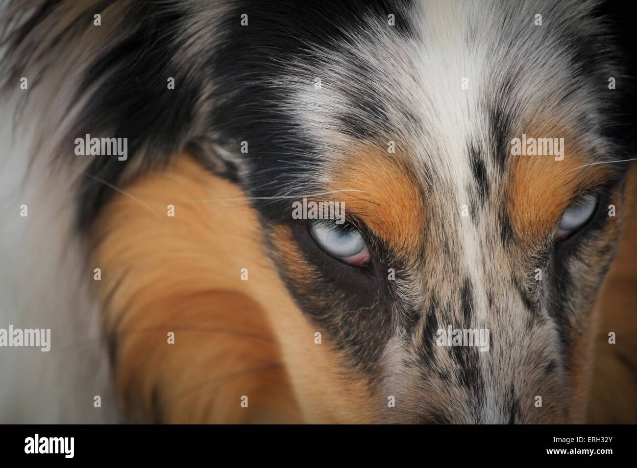 Blue eyed collie hi-res stock photography and images - Alamy