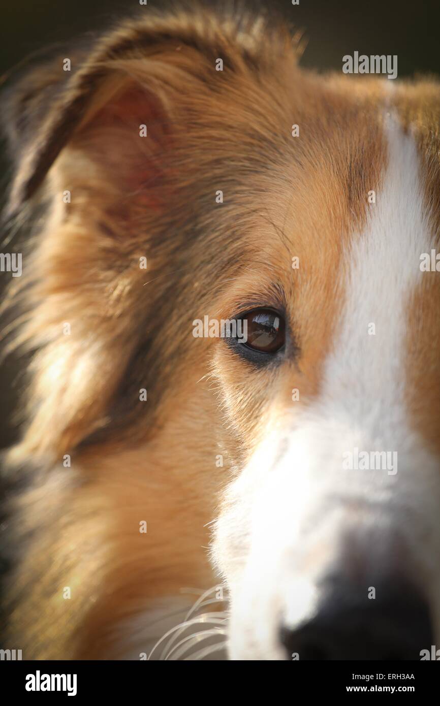 longhaired Collie eye Stock Photo - Alamy