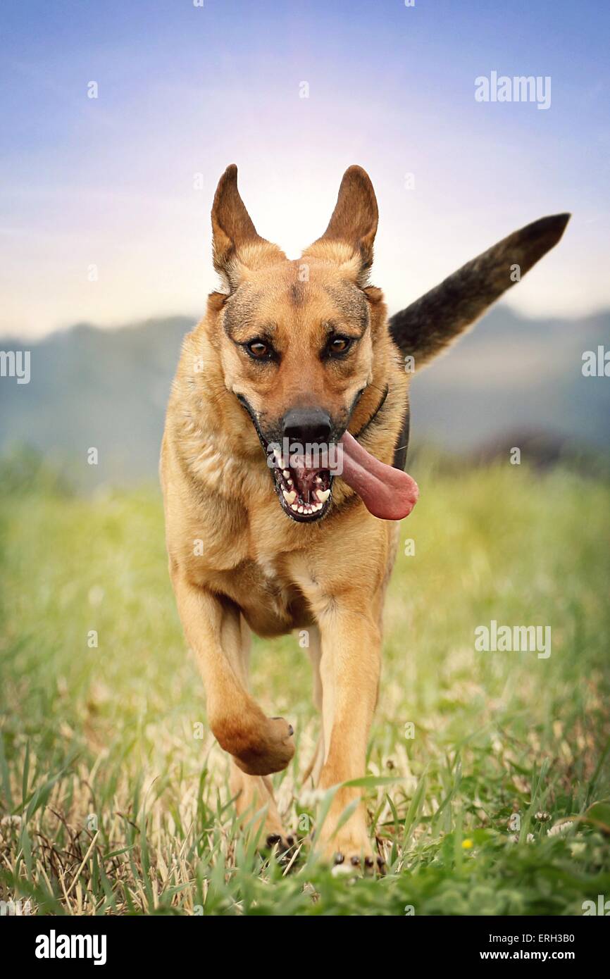 German shepherd dog adult walking hi-res stock photography and images ...