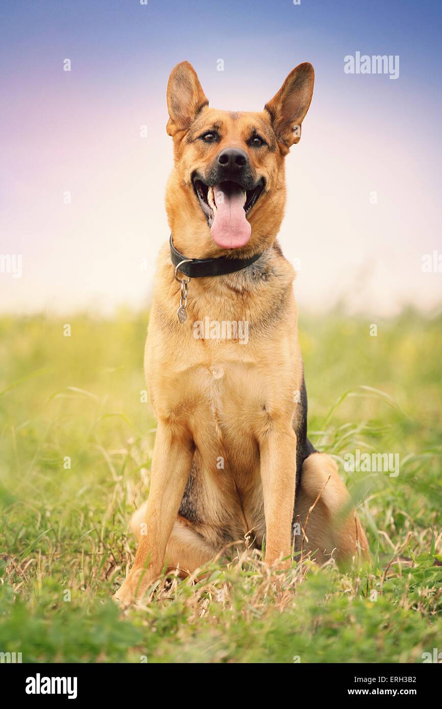 sitting German Shepherd Stock Photo - Alamy