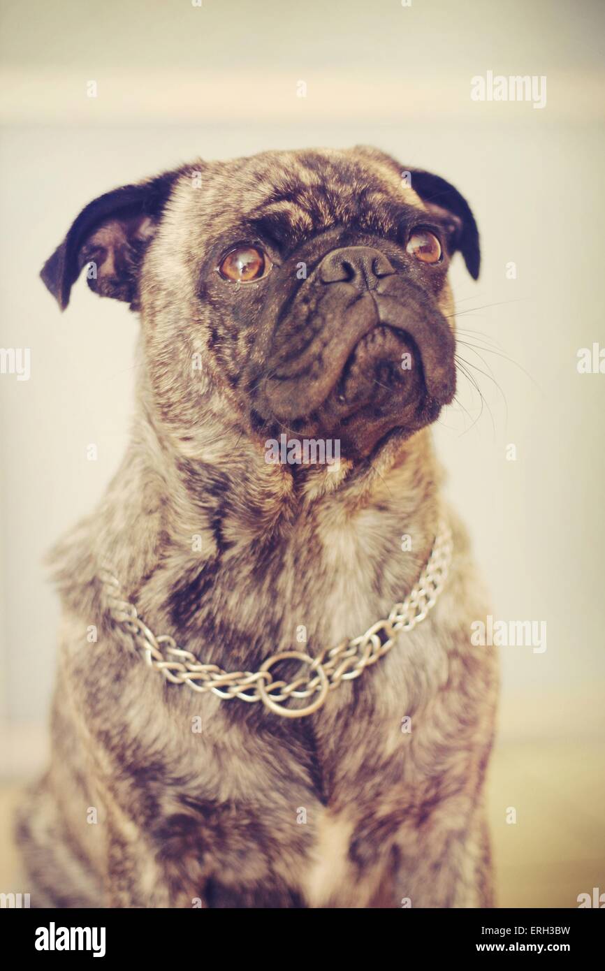 Brindled pug hi-res stock photography and images - Alamy