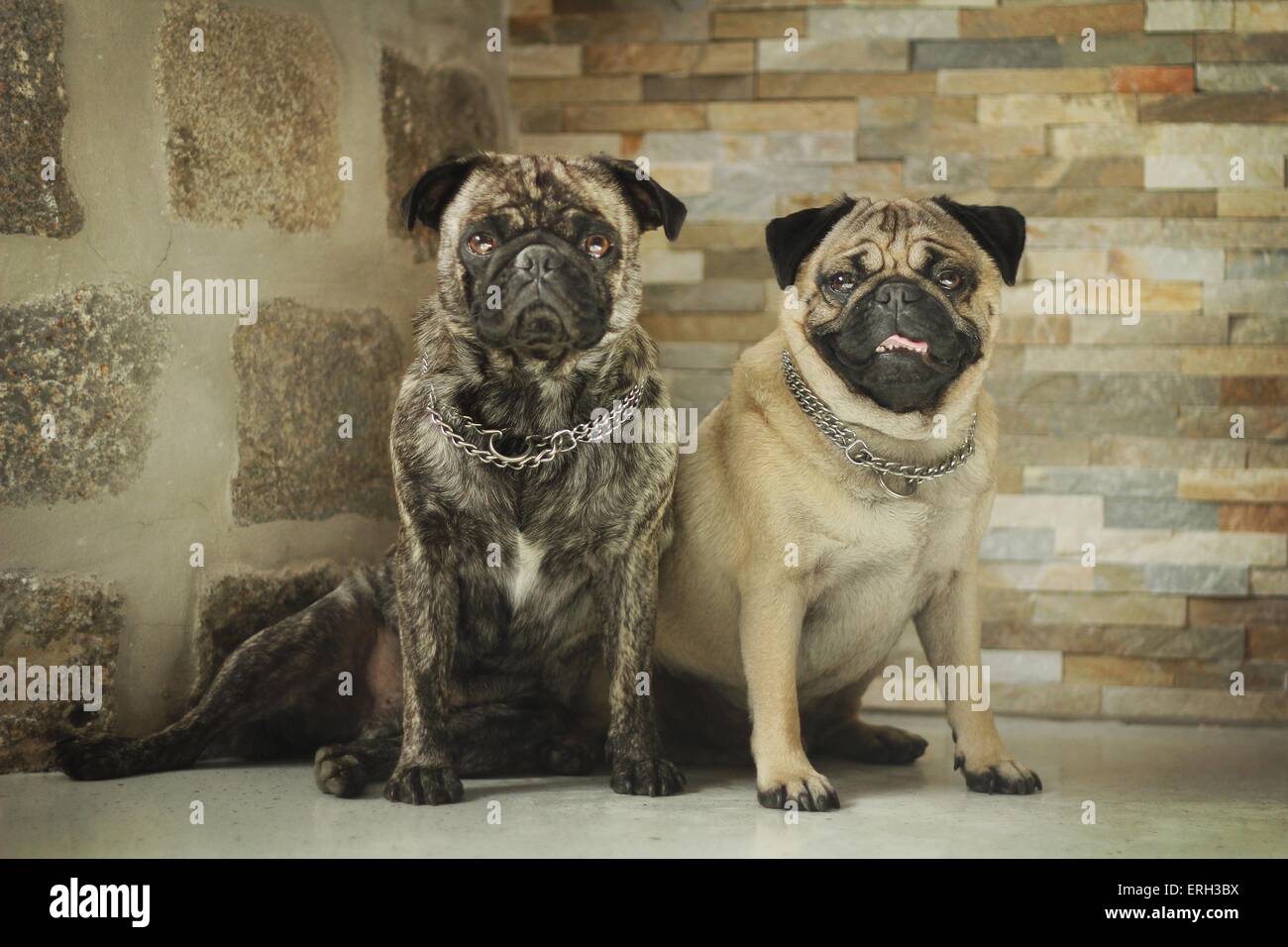 Pug stone hi-res stock photography and images - Alamy