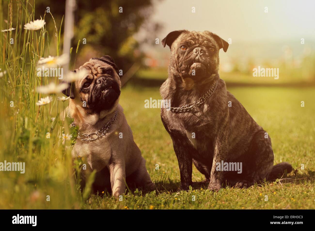 Brindled pug hi-res stock photography and images - Alamy