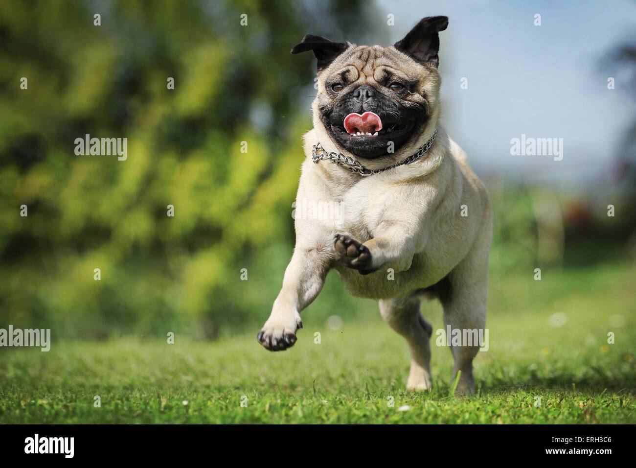 Running pug hi-res stock photography and images - Alamy