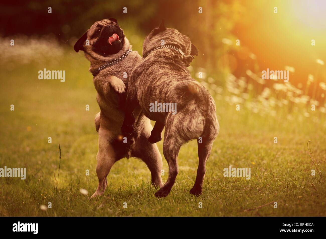 Brindled pug hi-res stock photography and images - Alamy