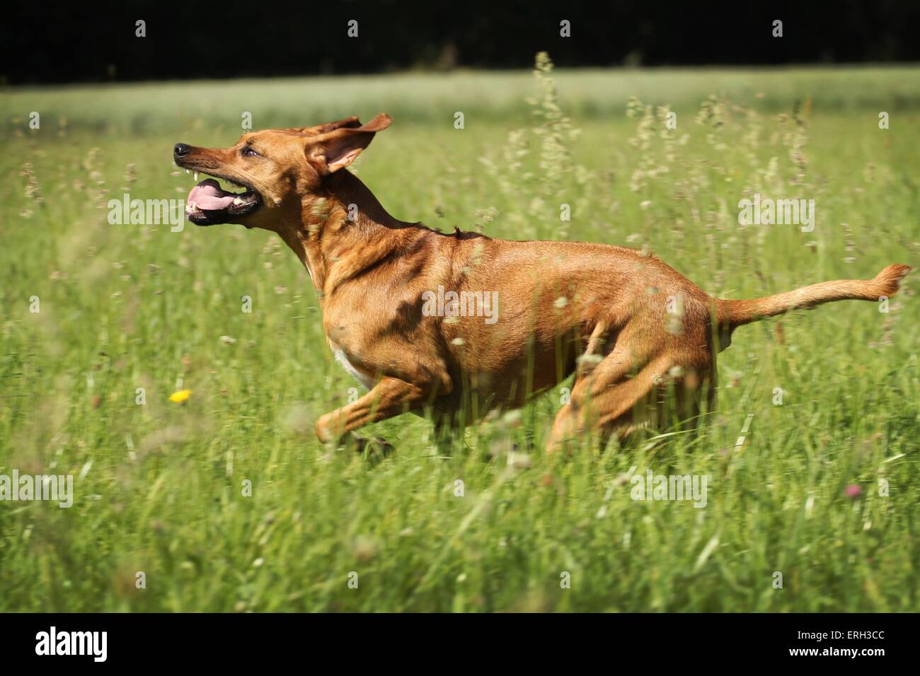 Rhodesian ridgeback mongrel hi-res stock photography and images - Alamy