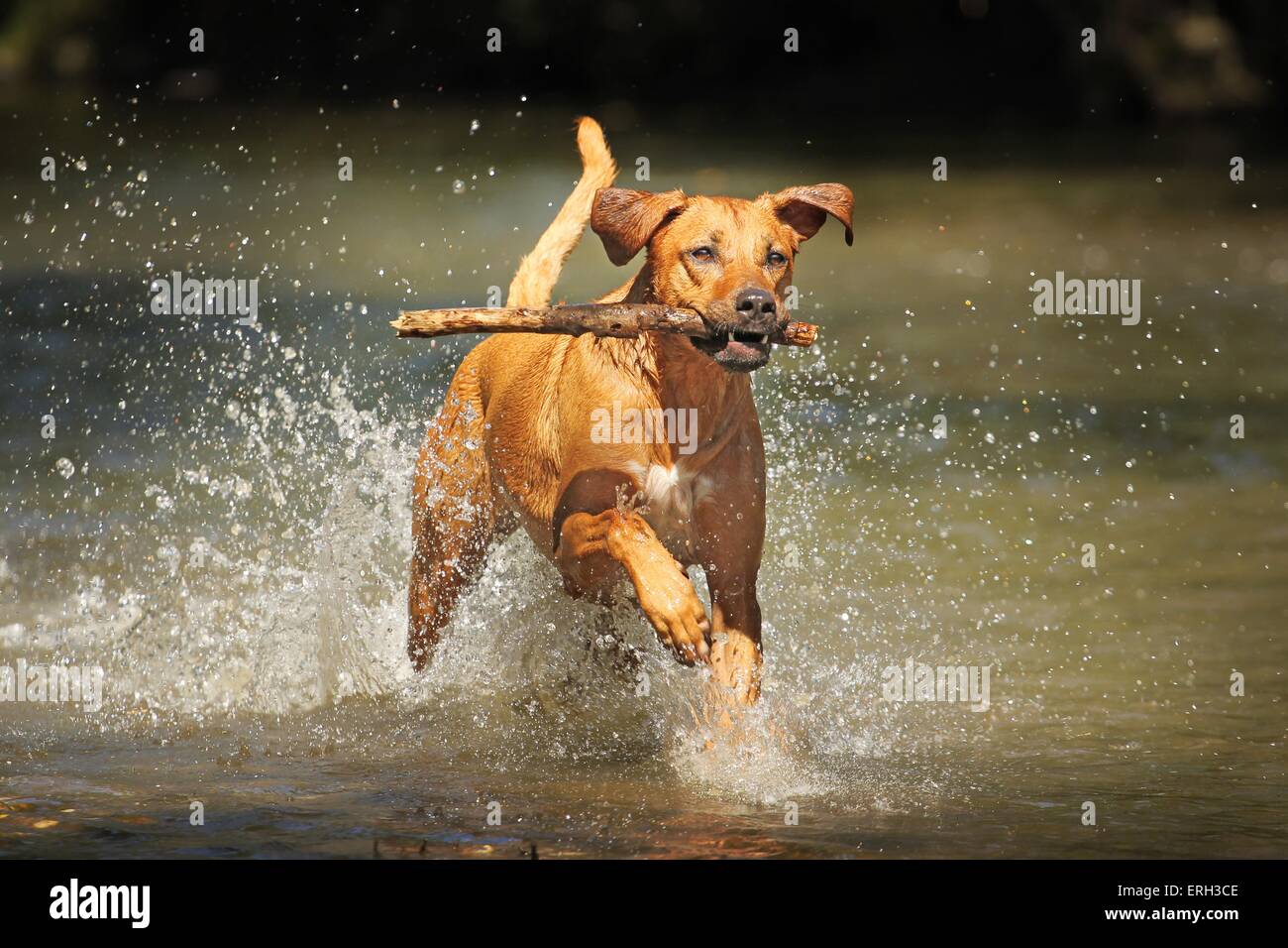 Rhodesian ridgeback mongrel hi-res stock photography and images - Alamy
