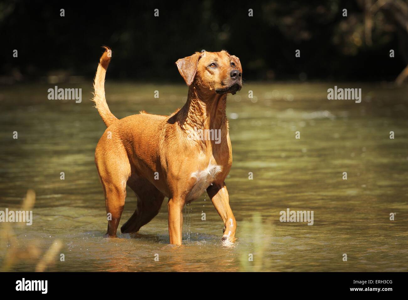Rhodesian Ridgeback Chocolate Lab Mix