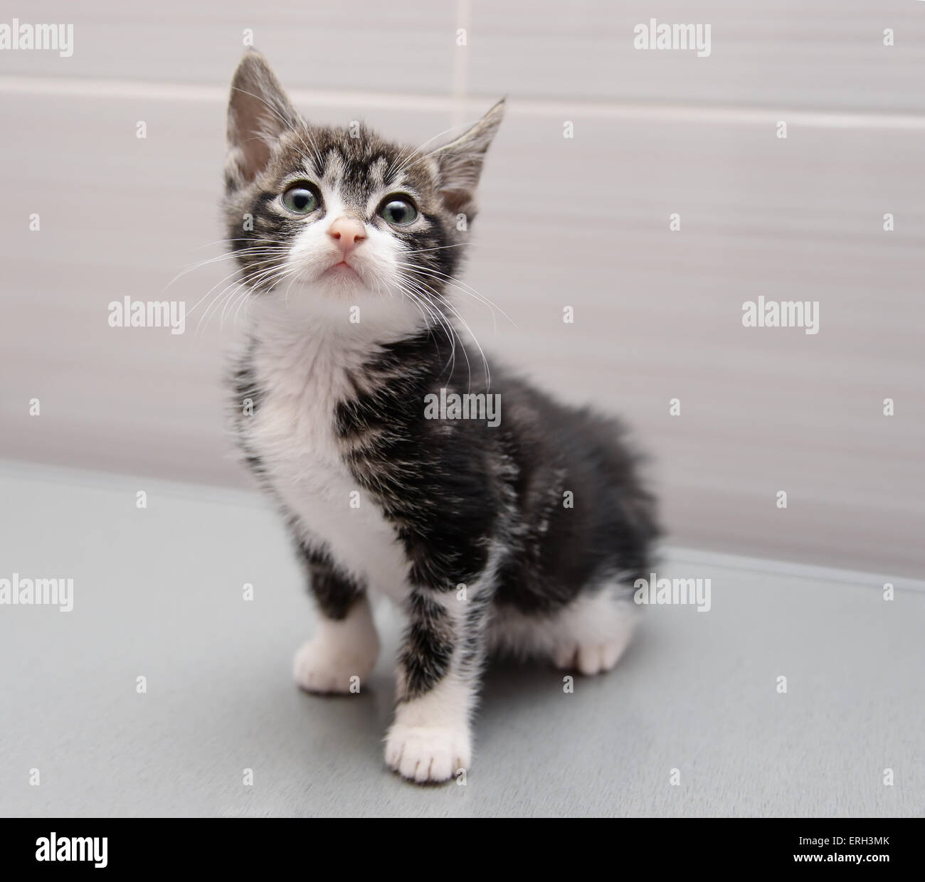 Bobtail kitten hi-res stock photography and images - Alamy