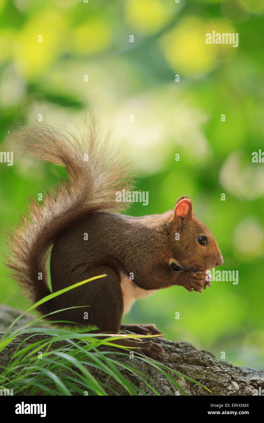 Japanese Hokkaido Squirrel (Sciurus vulgaris Orientis) on Mt Maruyama ...