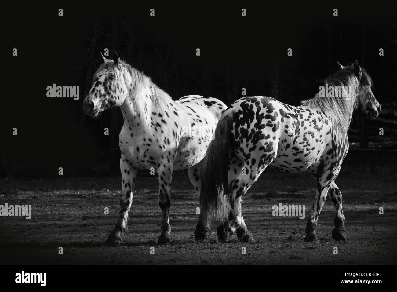 Noriker horse hi-res stock photography and images - Alamy