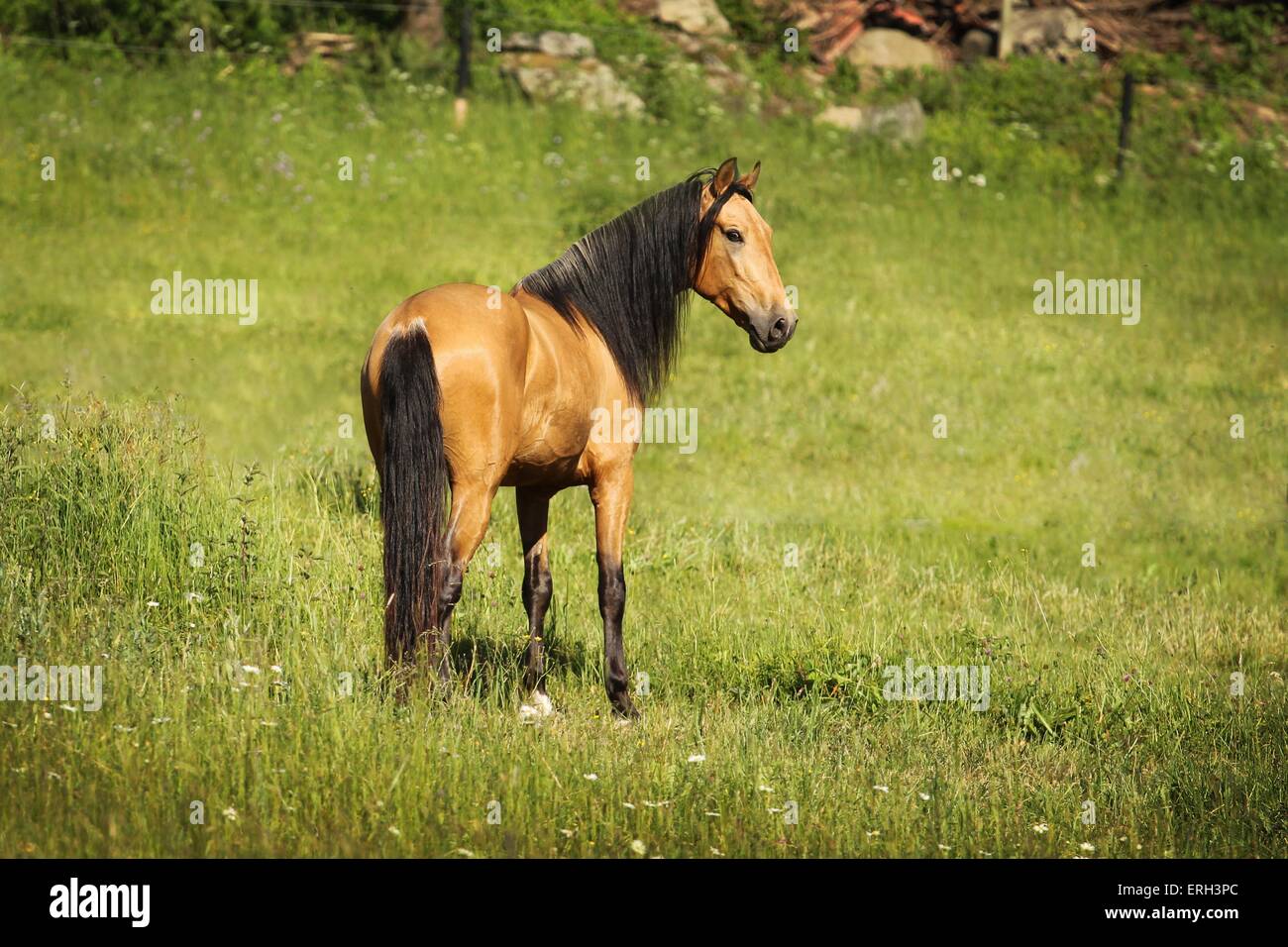 Pura raza espanol hi-res stock photography and images - Alamy