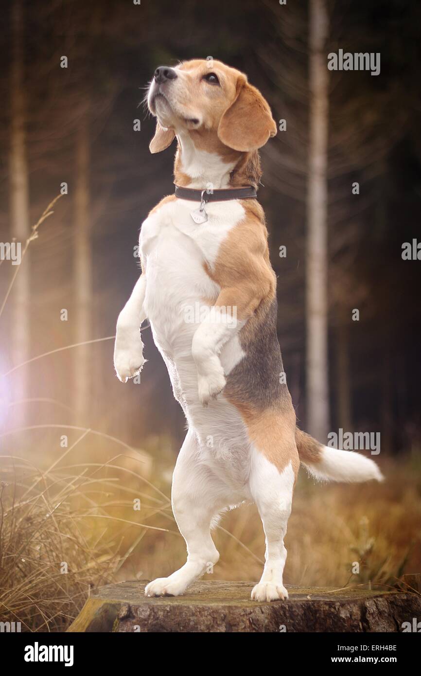 Single sit adult beagle dog hi-res stock photography and images - Alamy