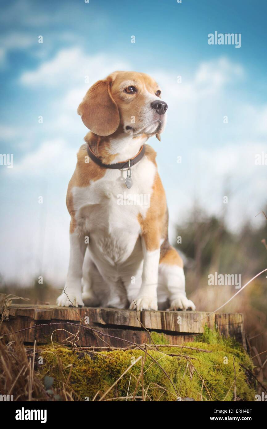 Single sit adult beagle dog hi-res stock photography and images - Alamy