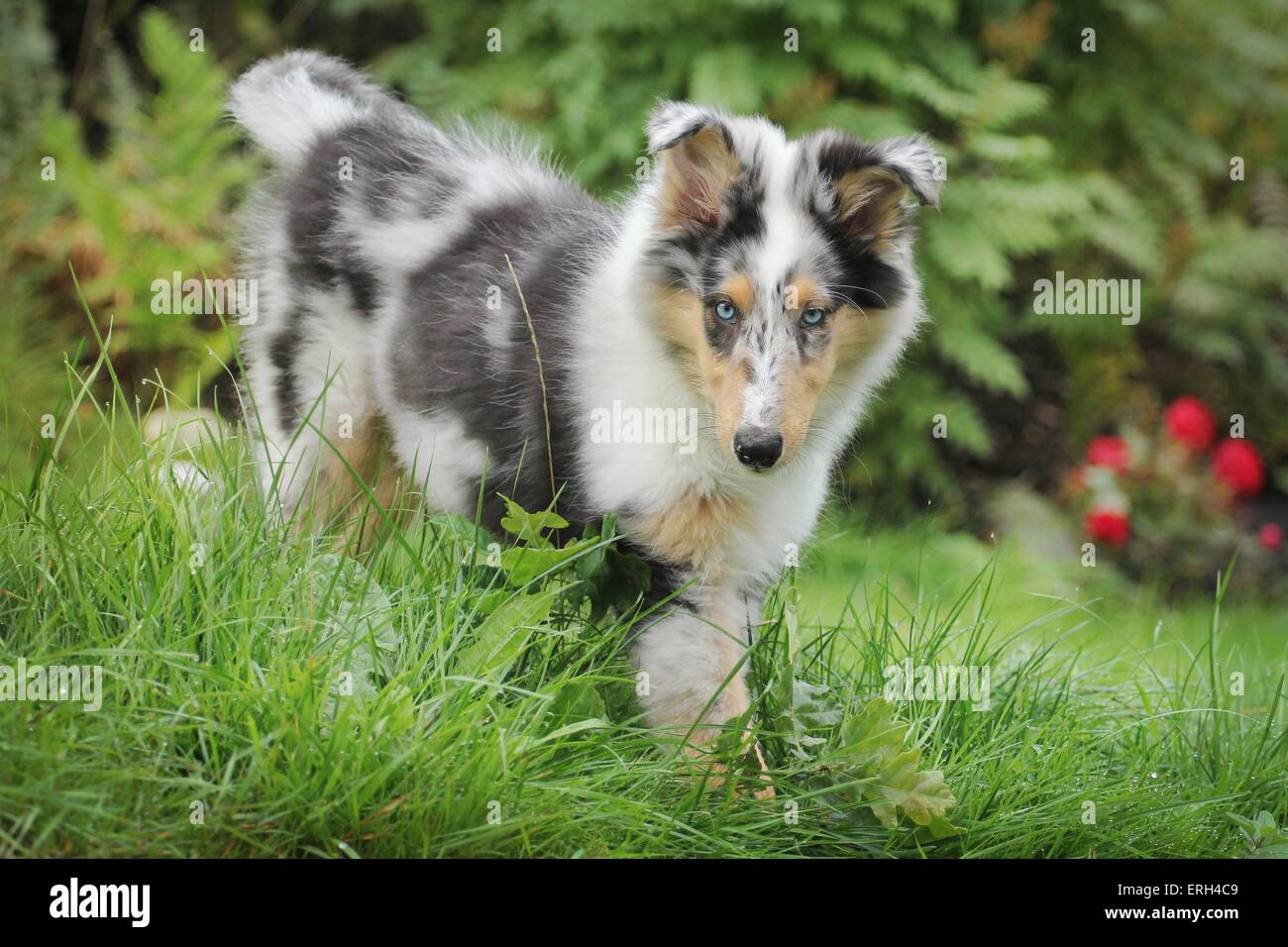 young longhaired Collie Stock Photo - Alamy