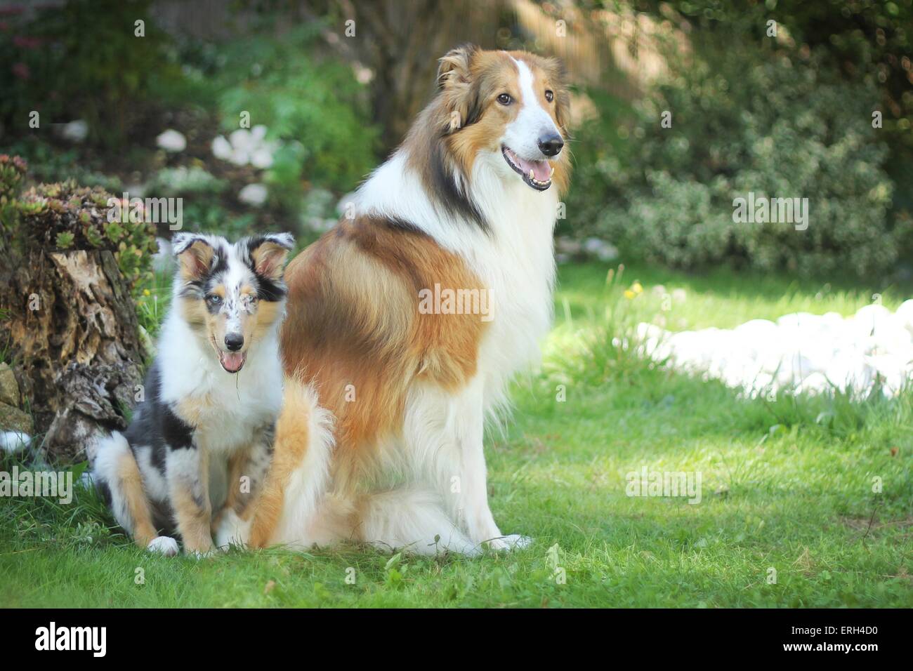 2 longhaired Collies Stock Photo - Alamy