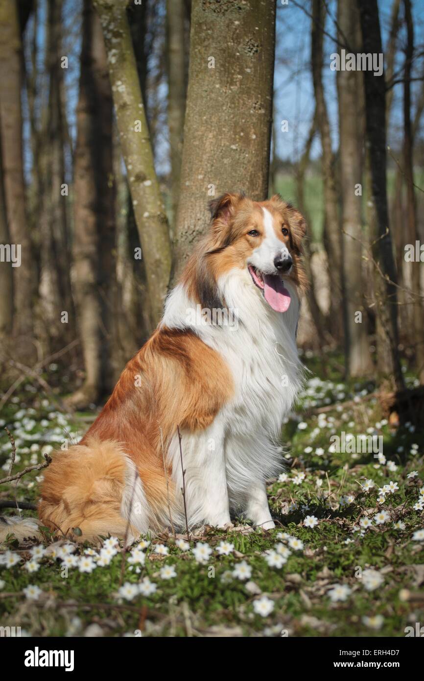 sitting longhaired Collie Stock Photo - Alamy