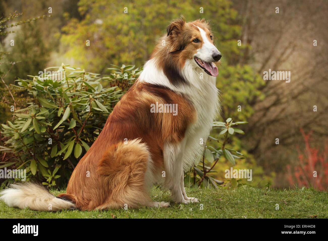 sitting longhaired Collie Stock Photo - Alamy