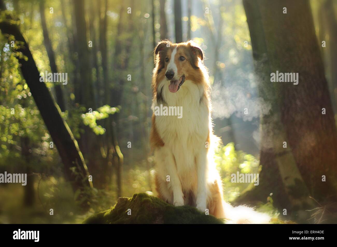 sitting longhaired Collie Stock Photo - Alamy