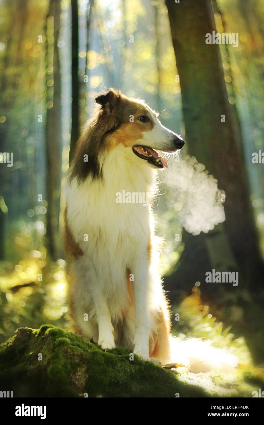 sitting longhaired Collie Stock Photo - Alamy
