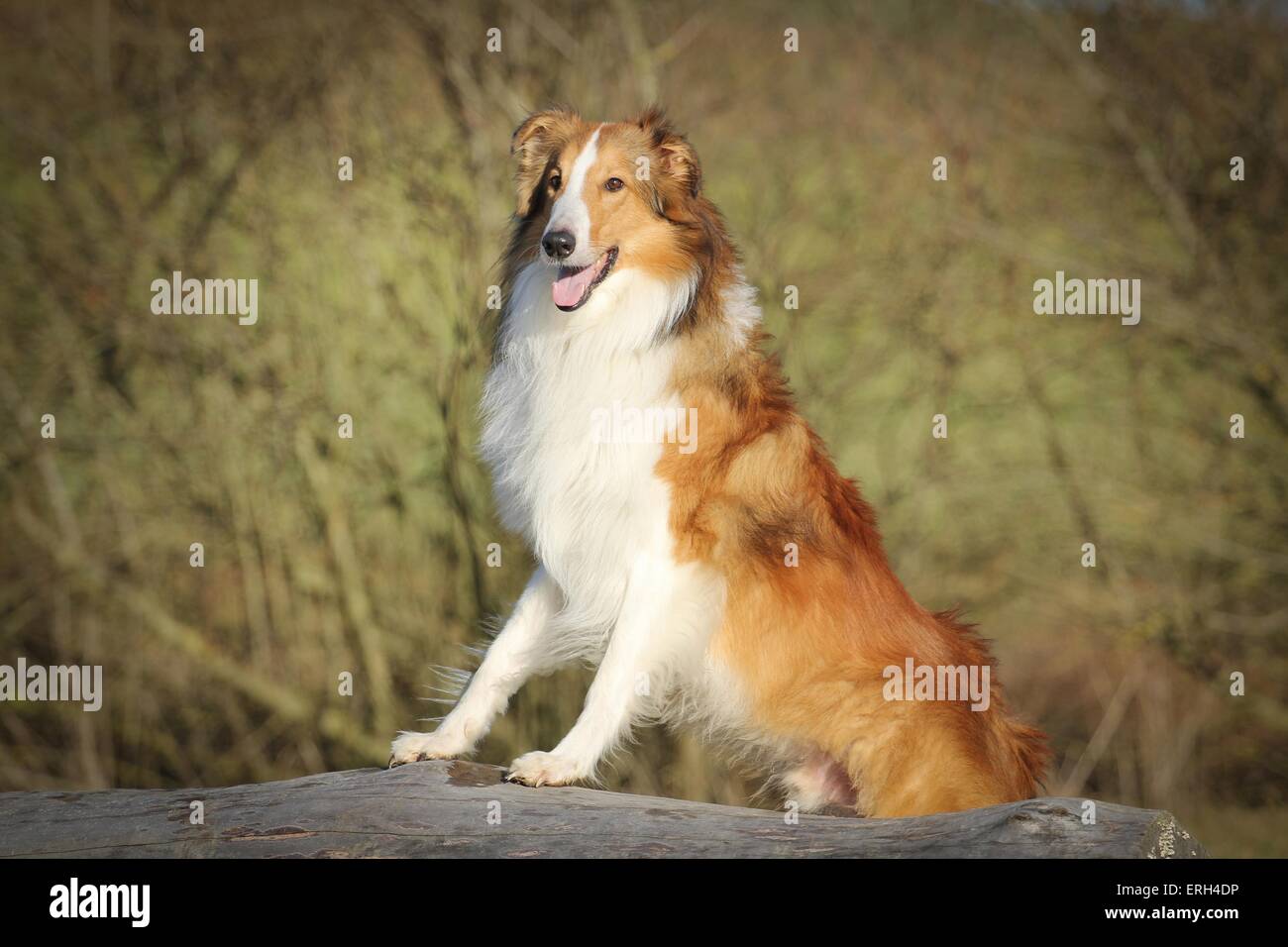 standing longhaired Collie Stock Photo - Alamy