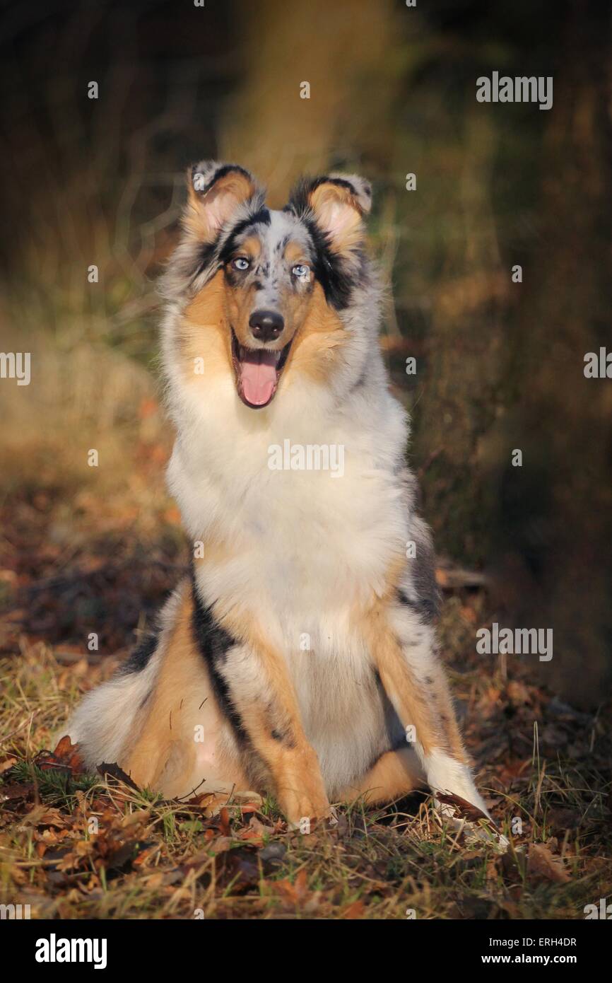 sitting longhaired Collie Stock Photo - Alamy