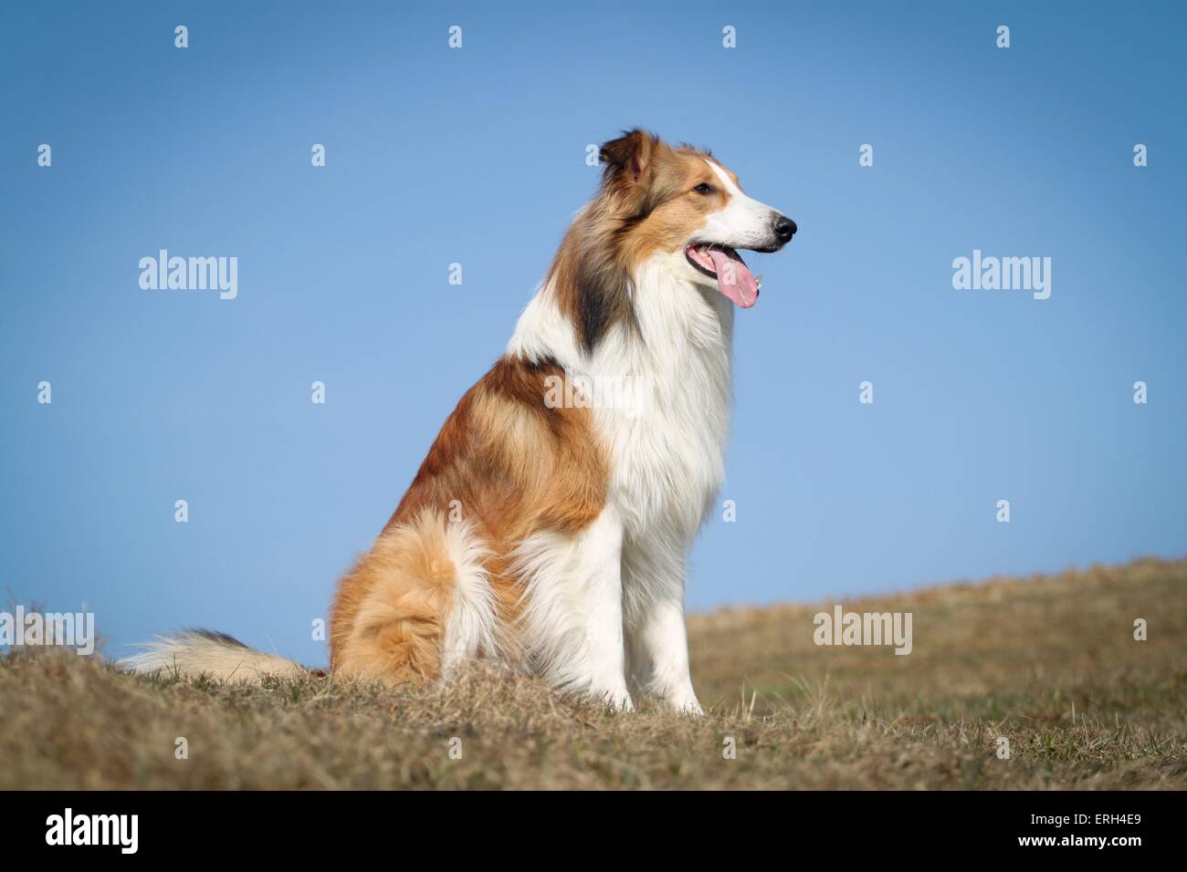 sitting longhaired Collie Stock Photo - Alamy
