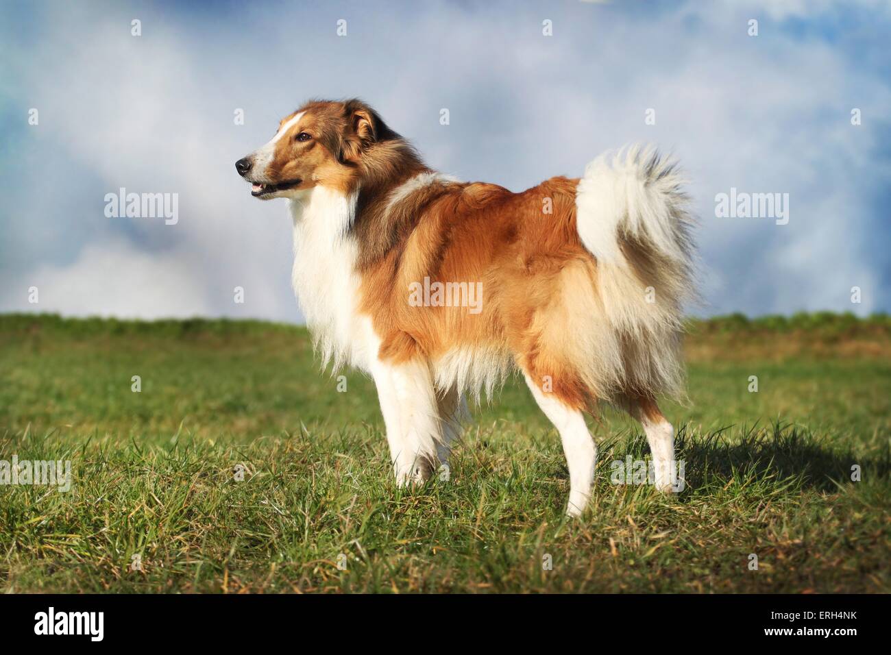 standing longhaired Collie Stock Photo - Alamy