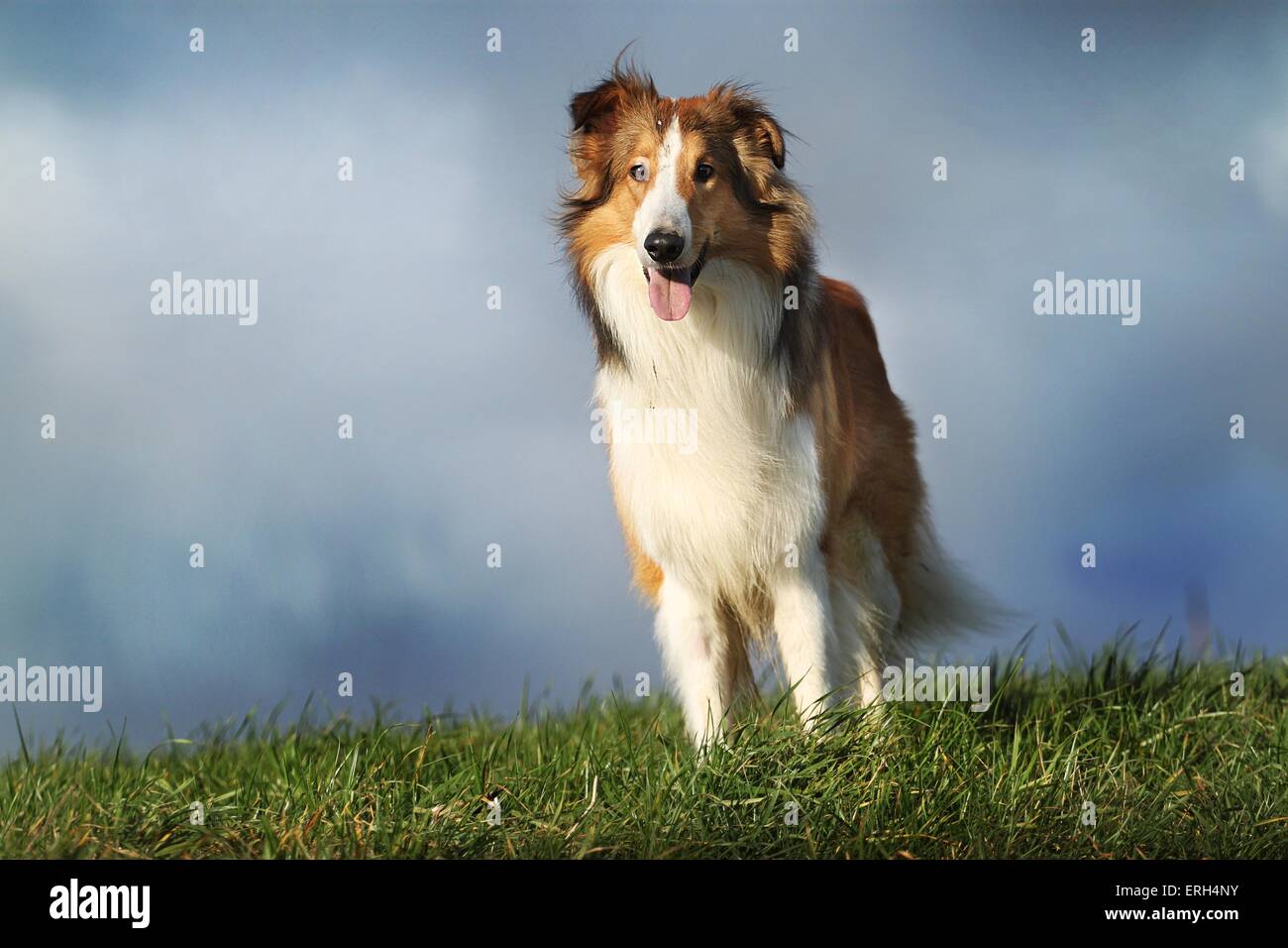 standing longhaired Collie Stock Photo - Alamy