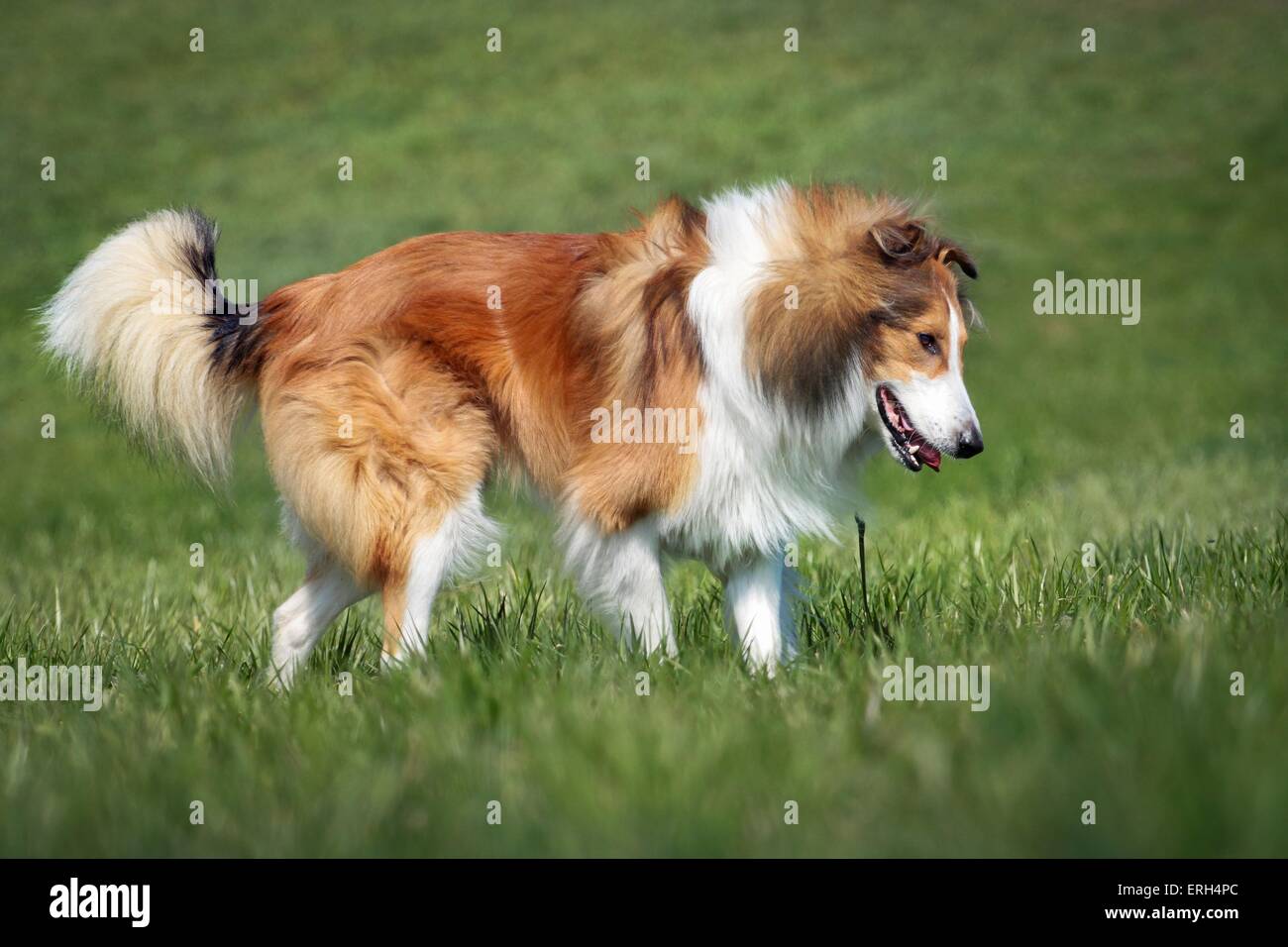 walking longhaired Collie Stock Photo - Alamy