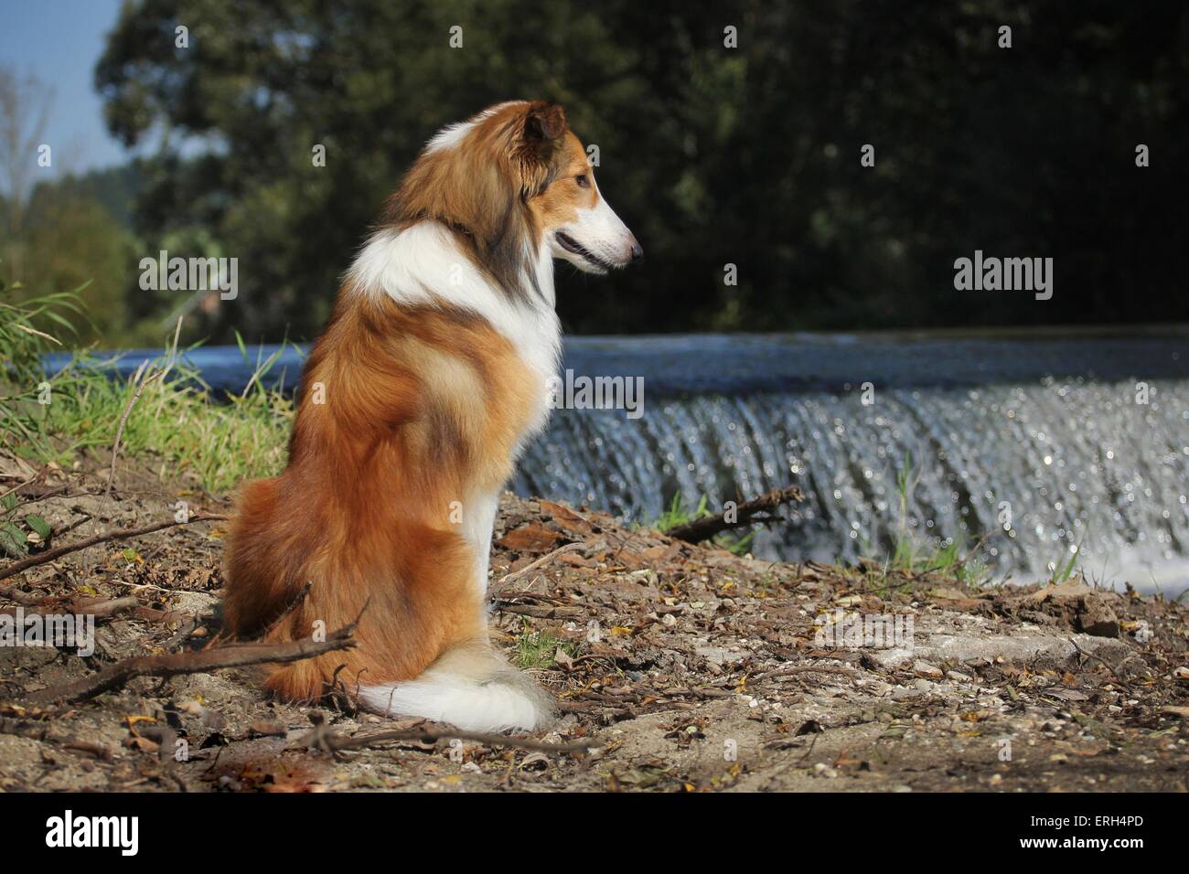 sitting longhaired Collie Stock Photo - Alamy