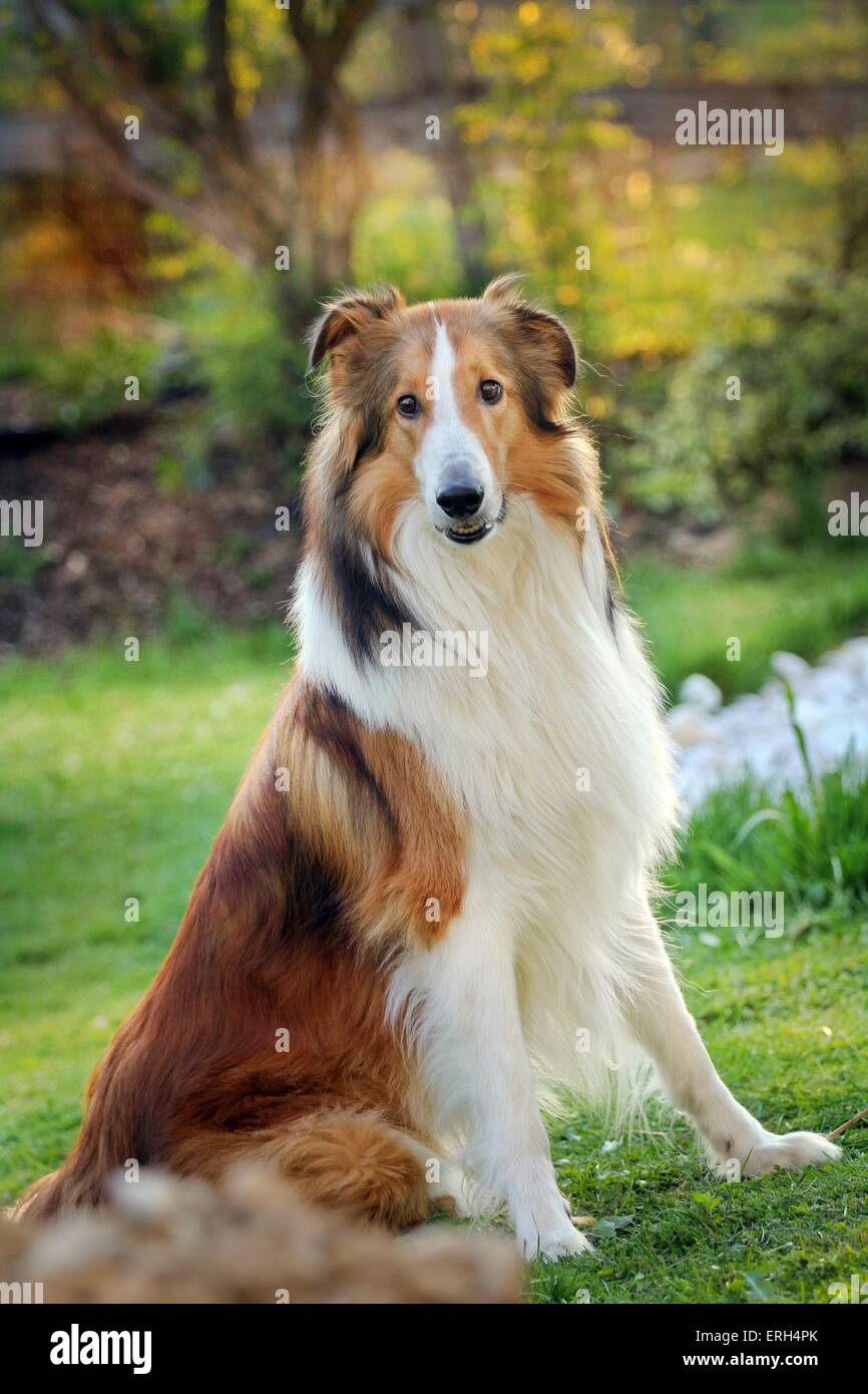 sitting longhaired Collie Stock Photo - Alamy