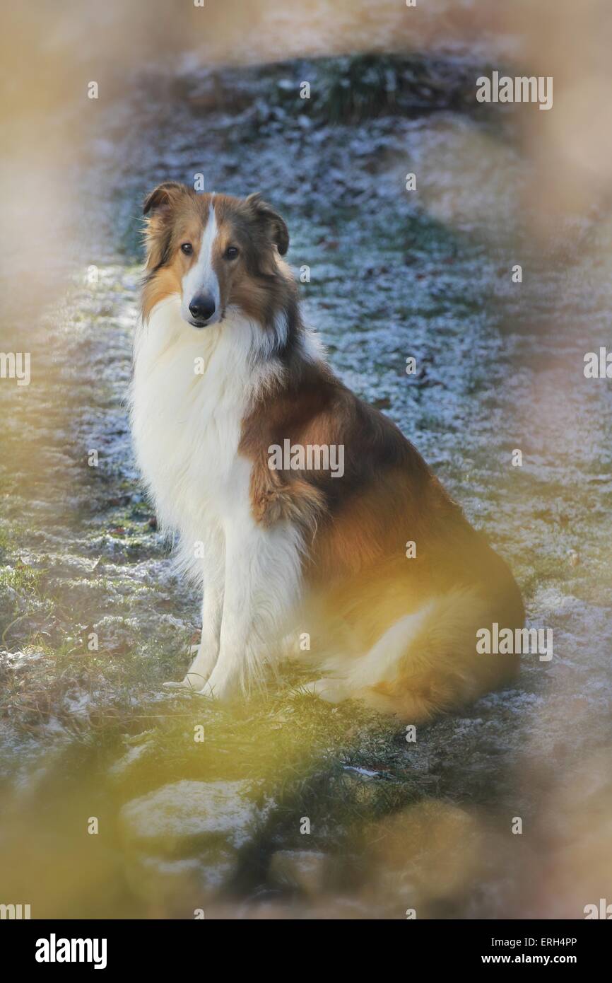 sitting longhaired Collie Stock Photo - Alamy
