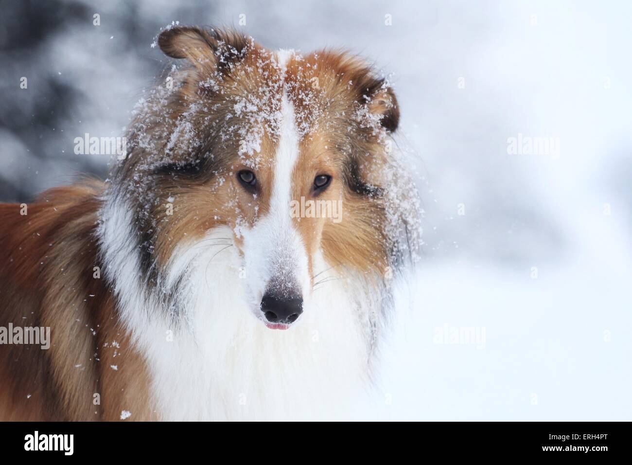 longhaired Collie portrait Stock Photo - Alamy