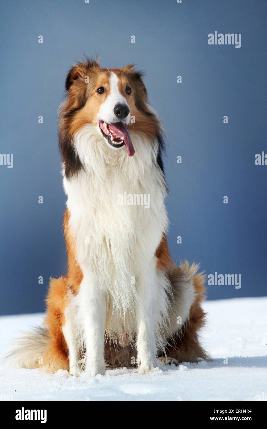sitting longhaired Collie Stock Photo - Alamy