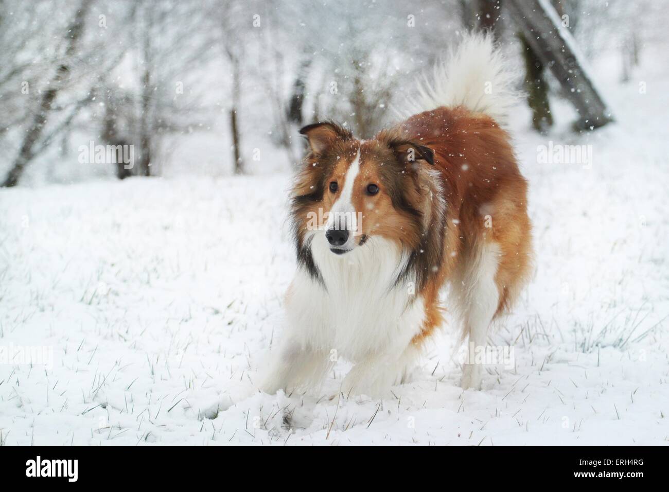 longhaired Collie in snow Stock Photo - Alamy