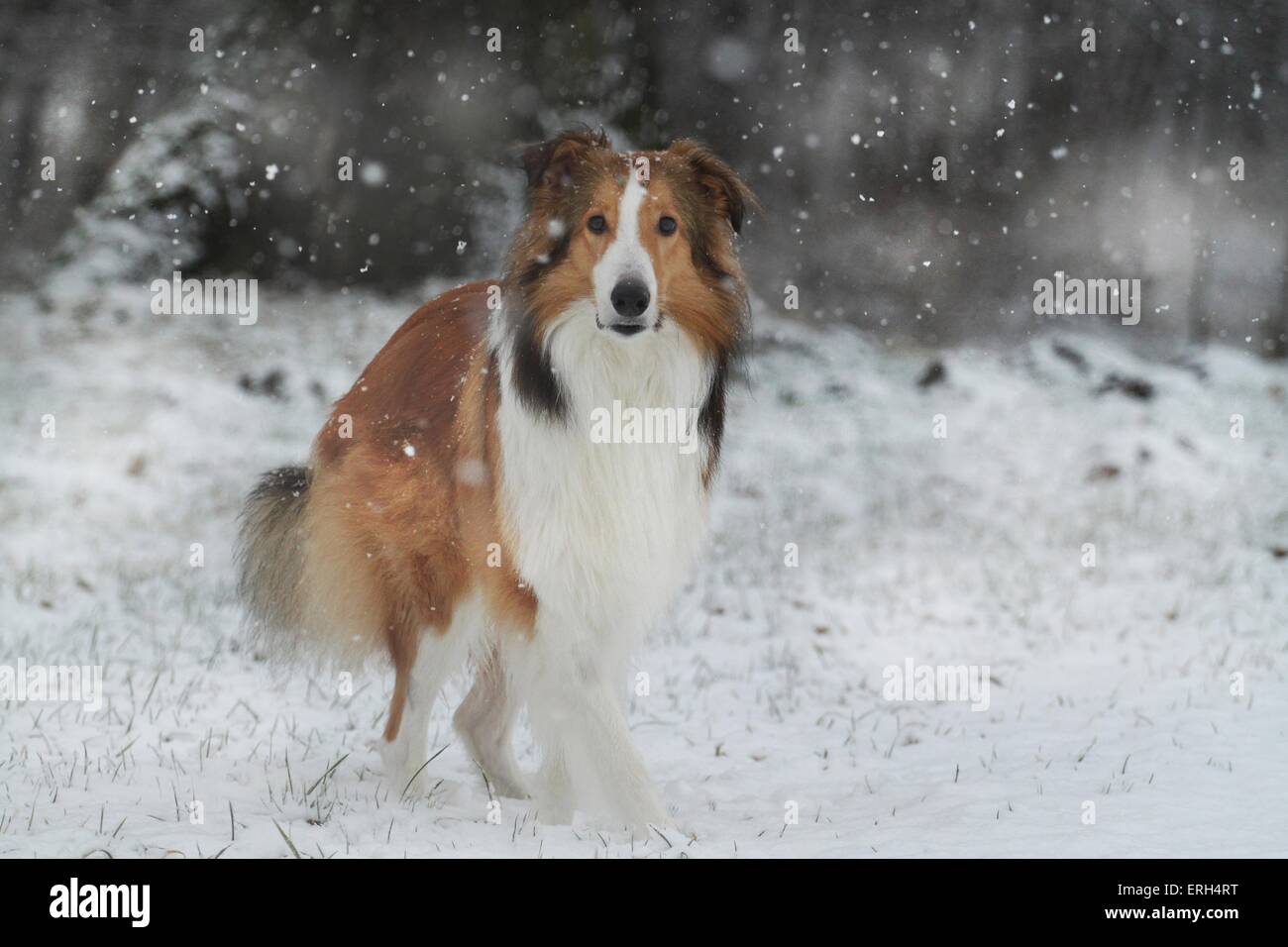 walking longhaired Collie Stock Photo - Alamy