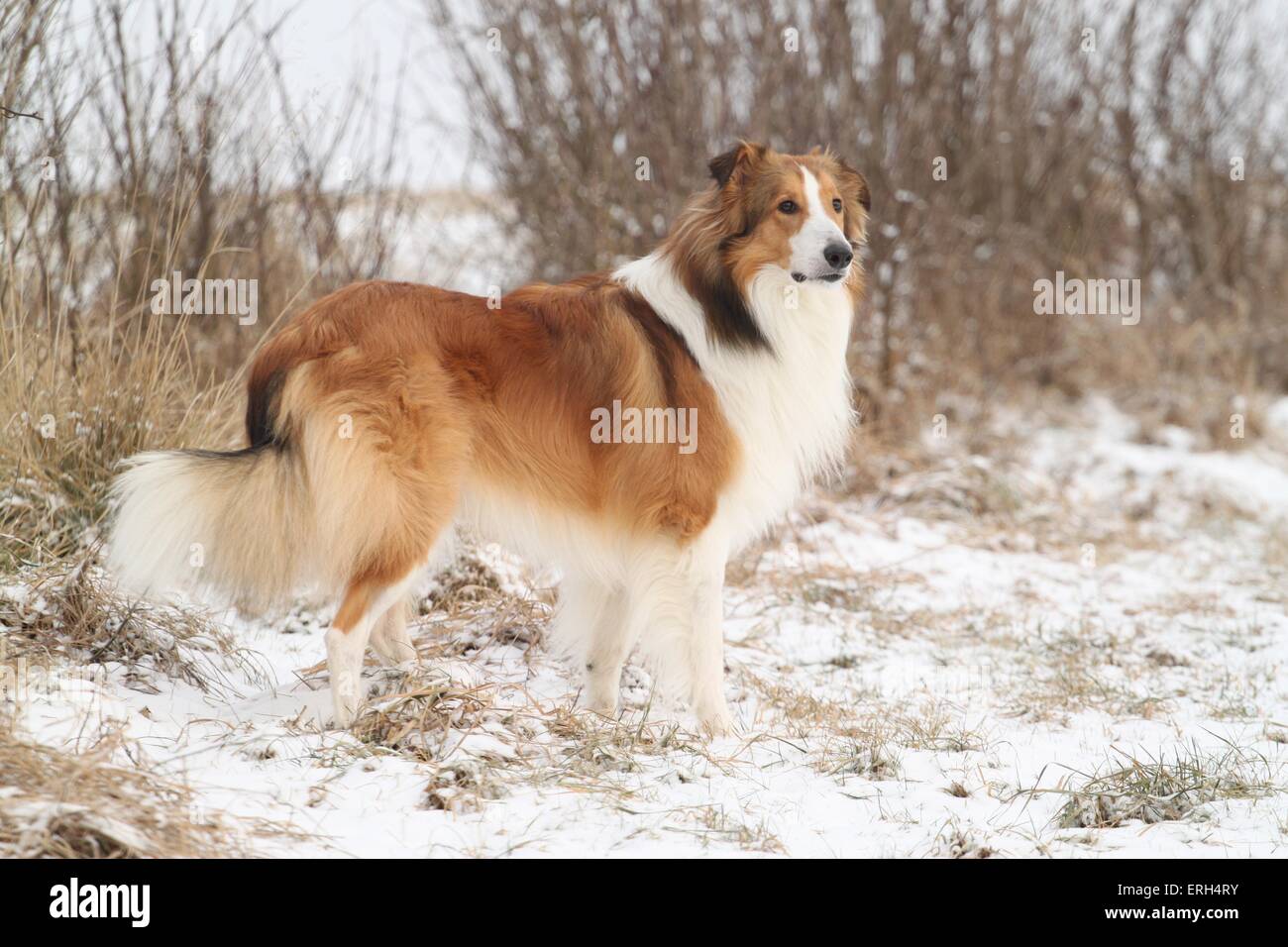standing longhaired Collie Stock Photo - Alamy