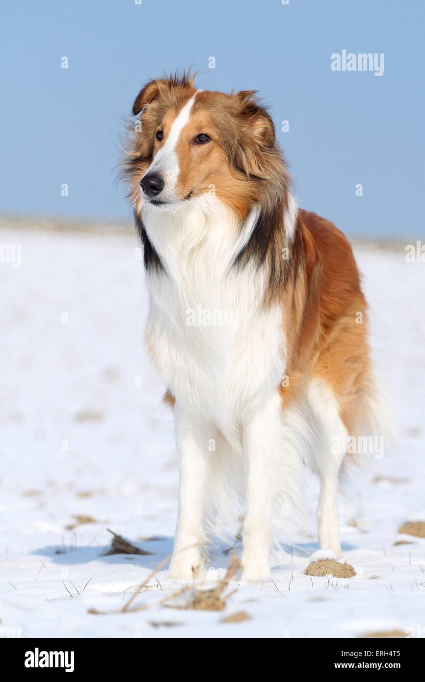 standing longhaired Collie Stock Photo - Alamy