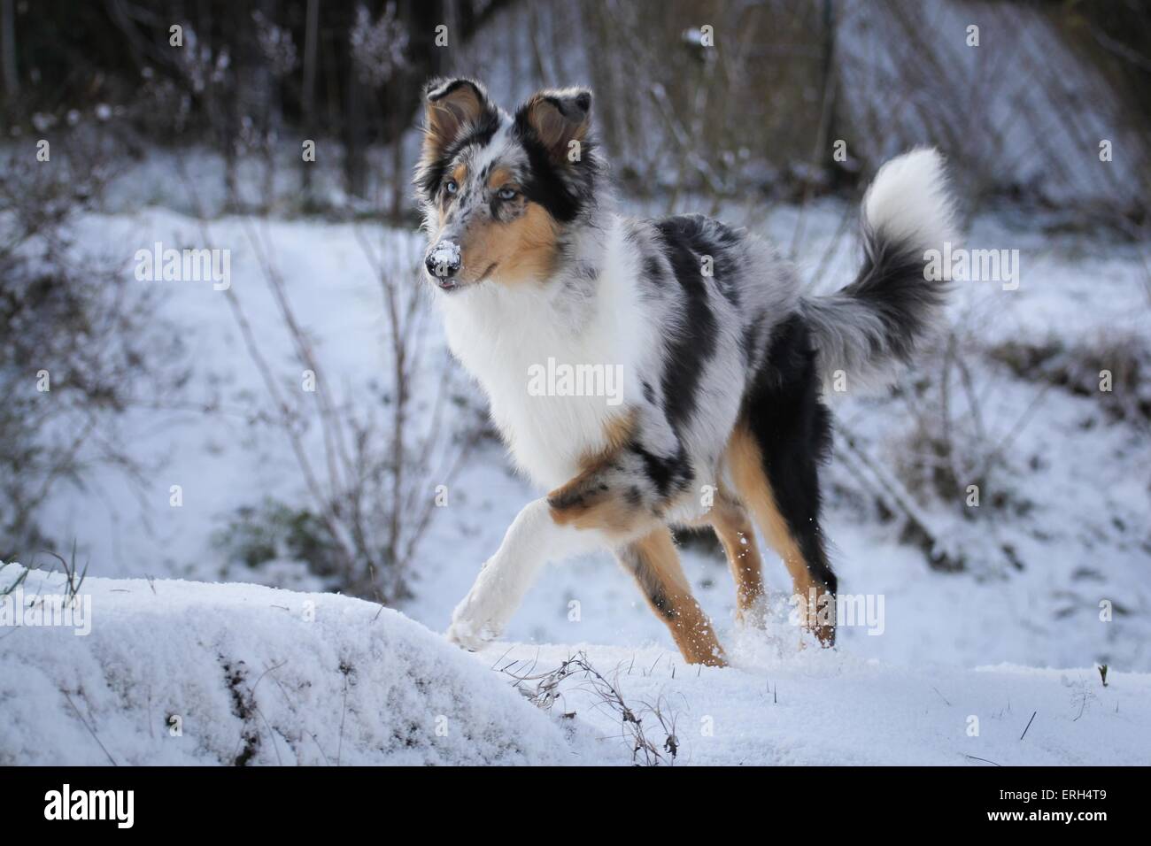 walking longhaired Collie Stock Photo - Alamy