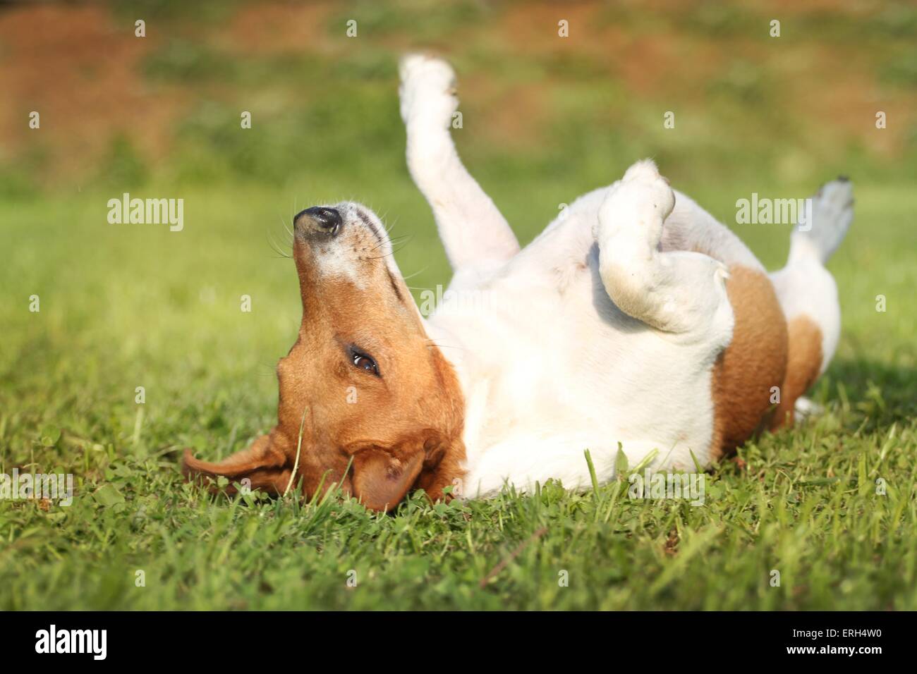 rolling Jack Russell Terrier Stock Photo - Alamy