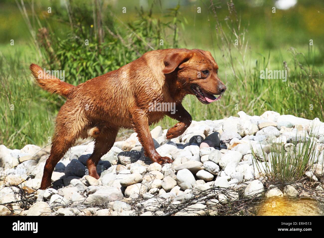 walking Labrador Retriever Stock Photo - Alamy