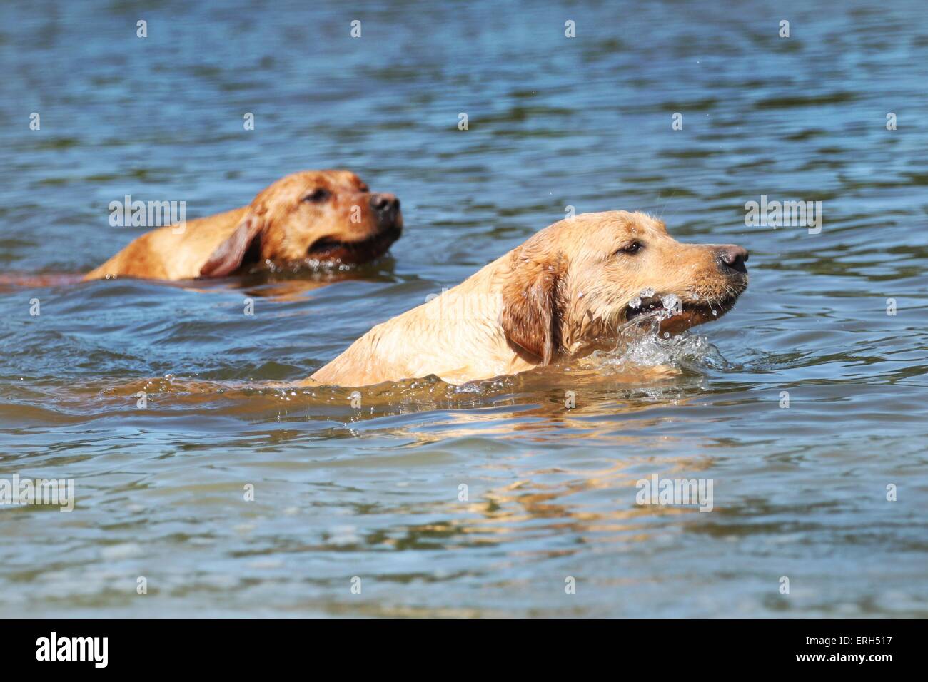2 Labrador Retriever Stock Photo - Alamy