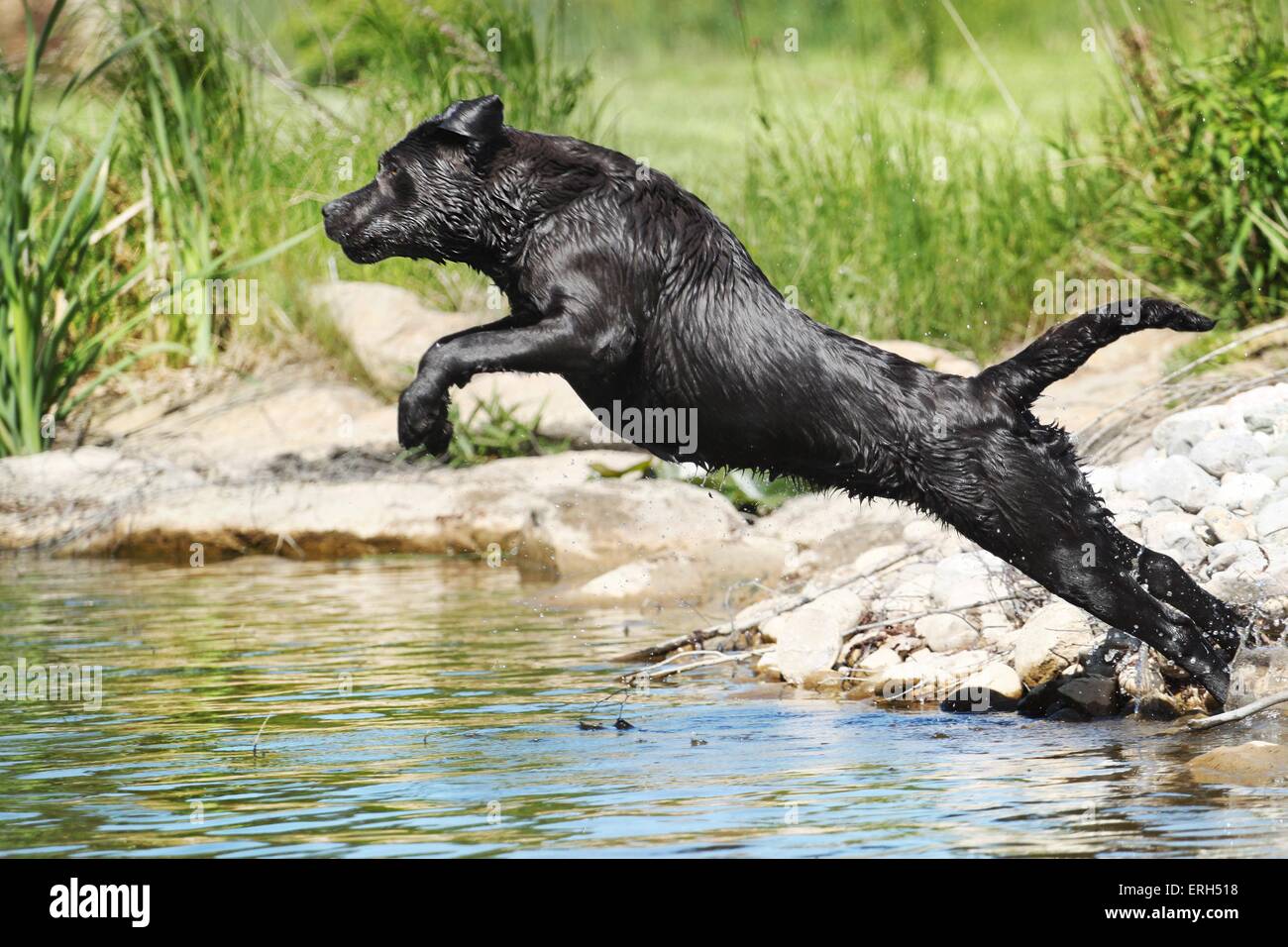 jumping Labrador Retriever Stock Photo - Alamy