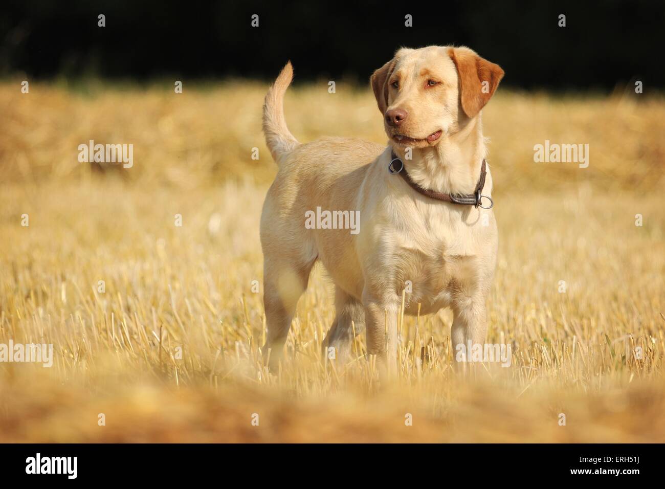 standing Labrador Retriever Stock Photo - Alamy