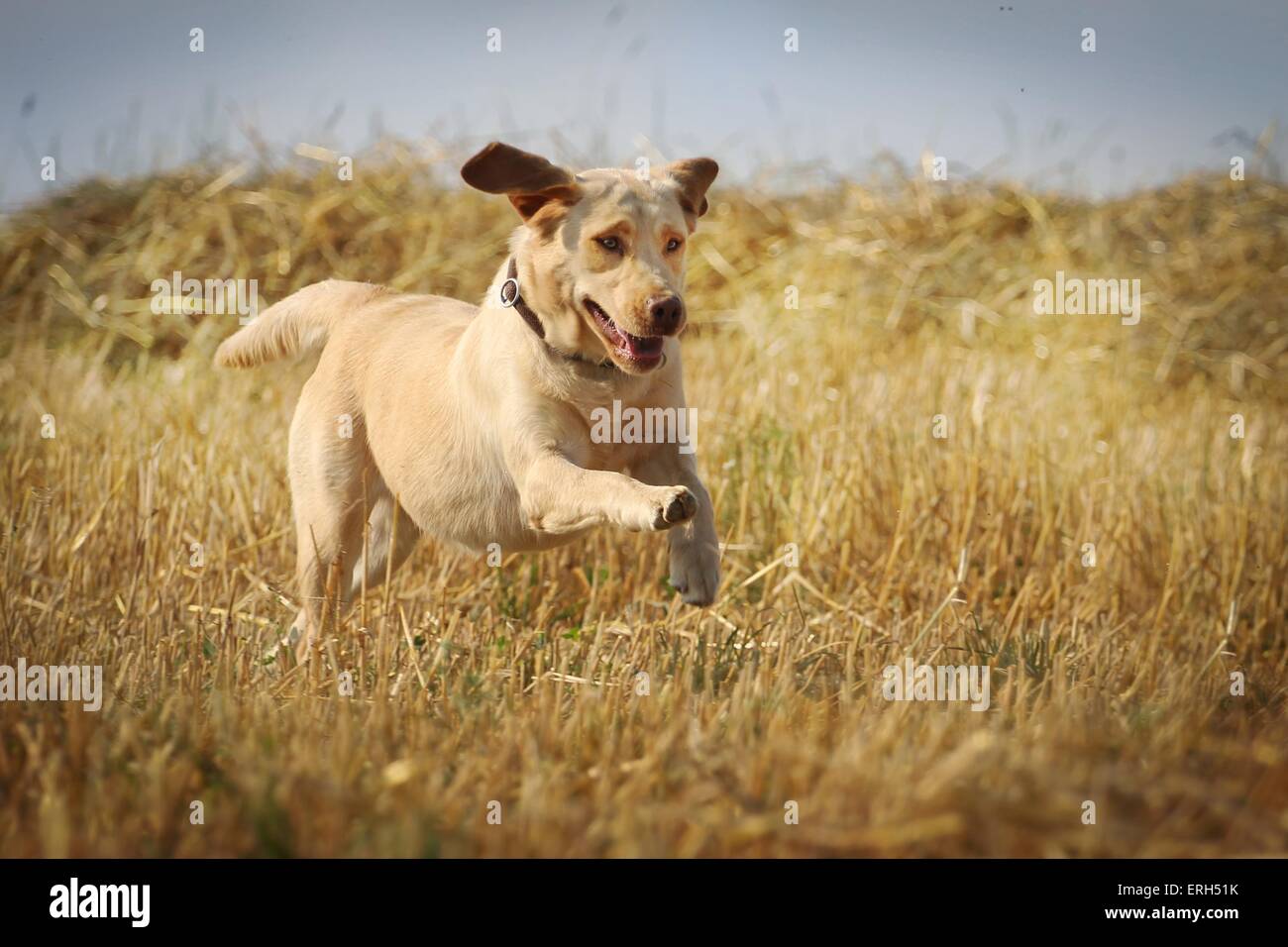 running Labrador Retriever Stock Photo - Alamy
