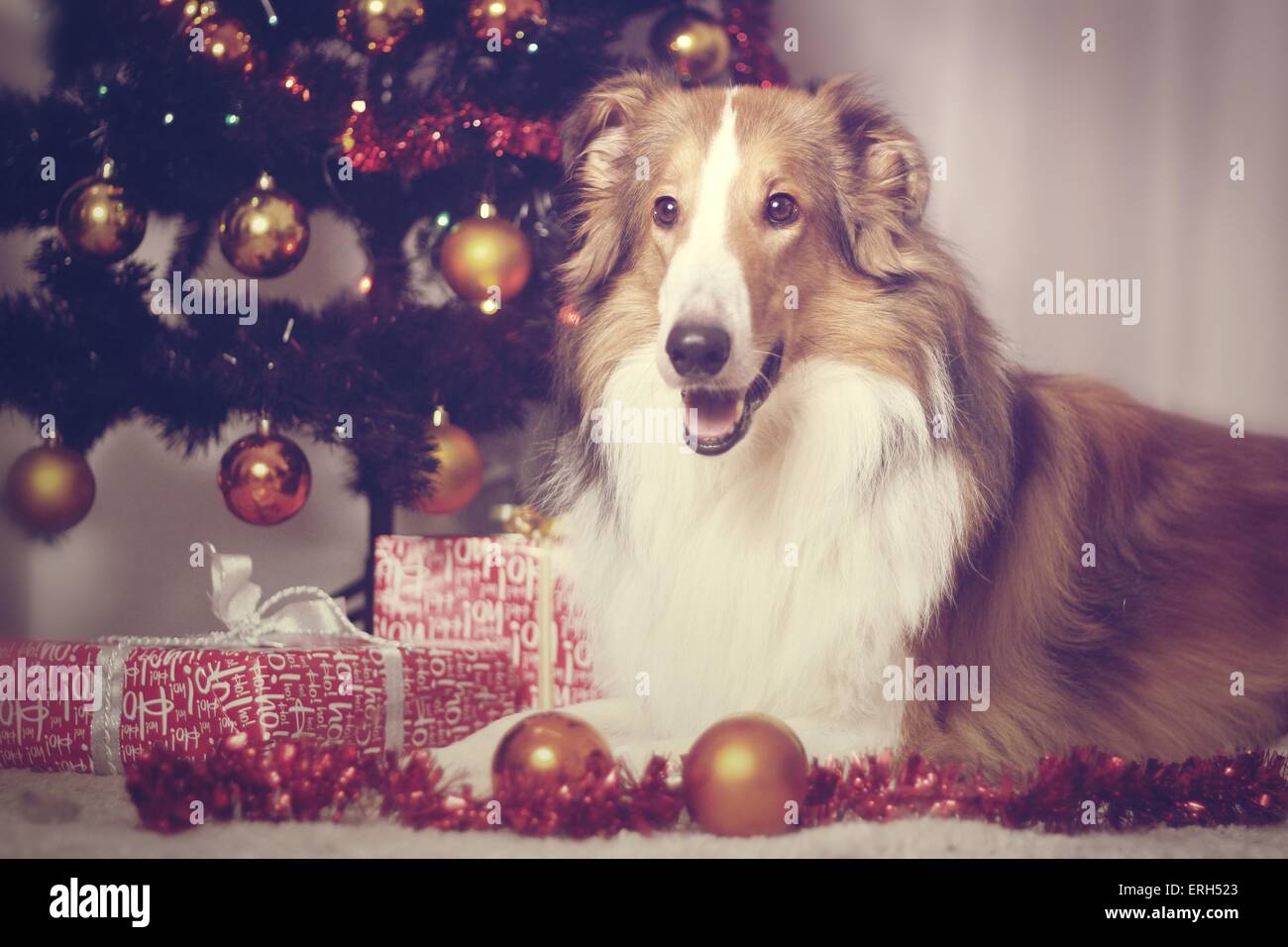 longhaired Collie at christmas Stock Photo - Alamy